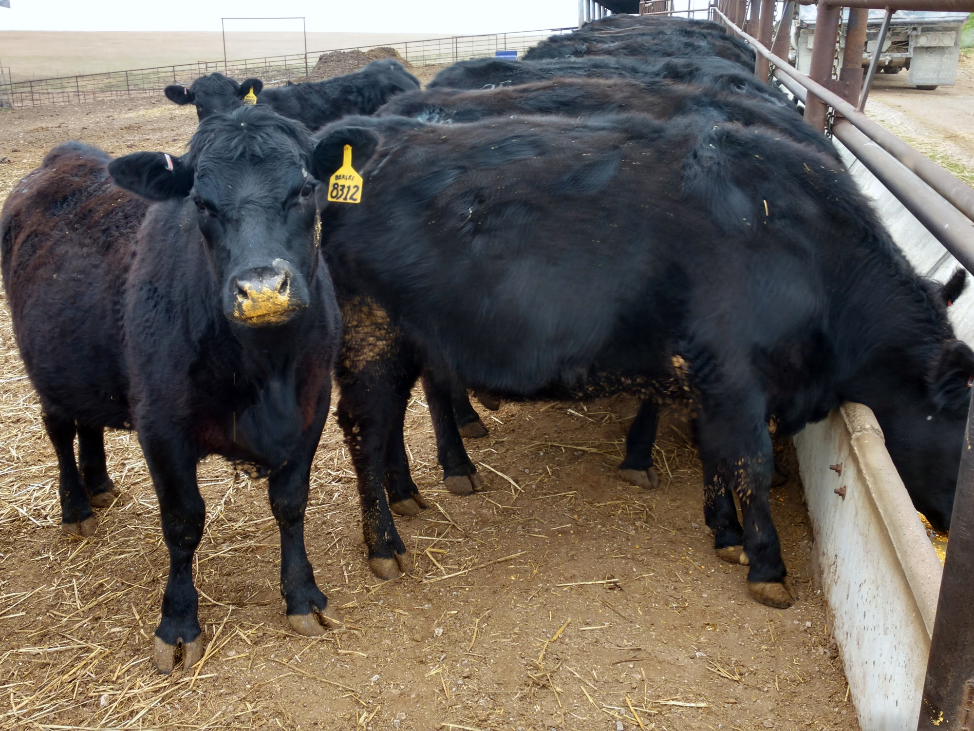 Early Consignments & Future Sales