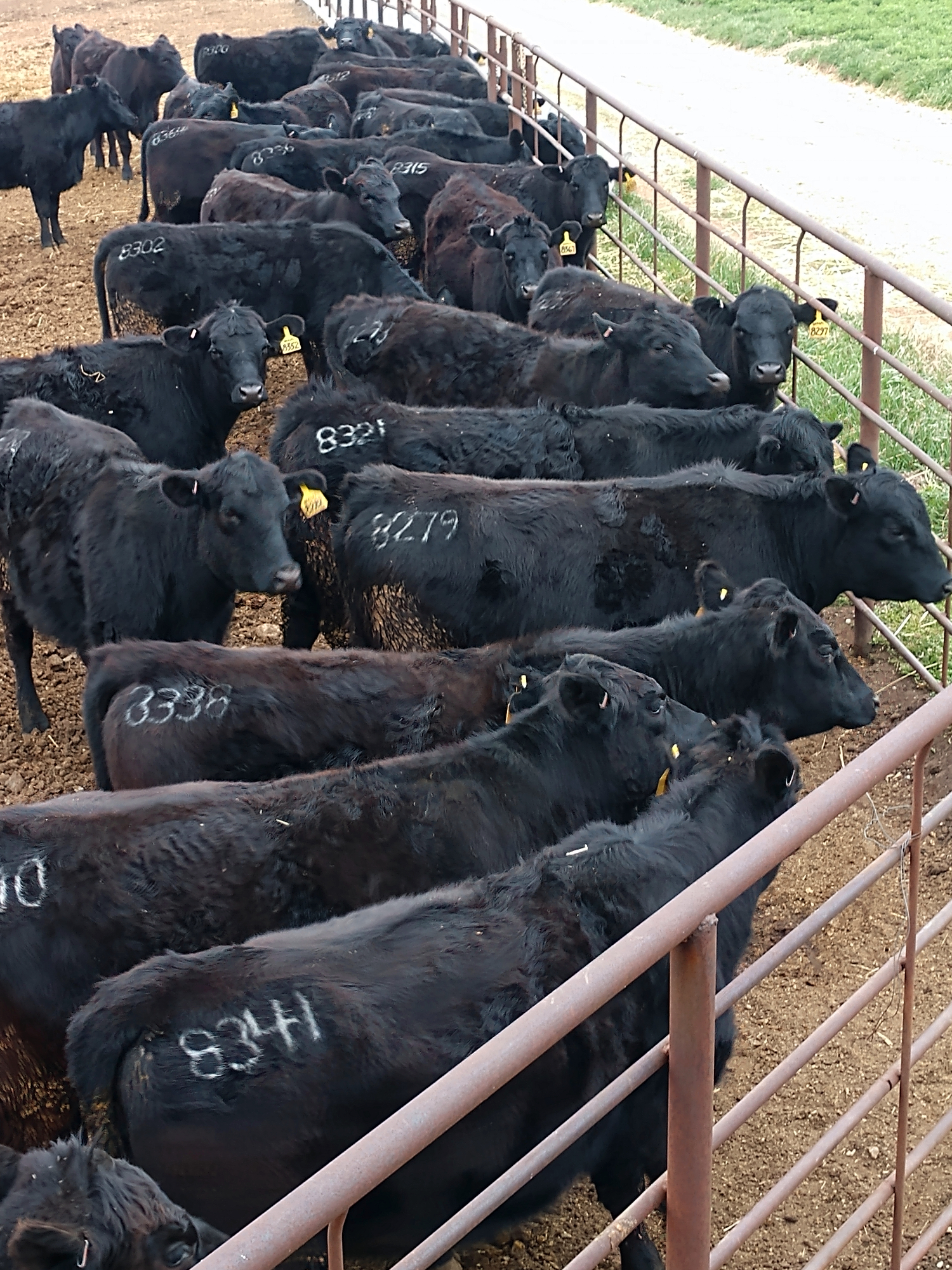 Early Consignments & Future Sales