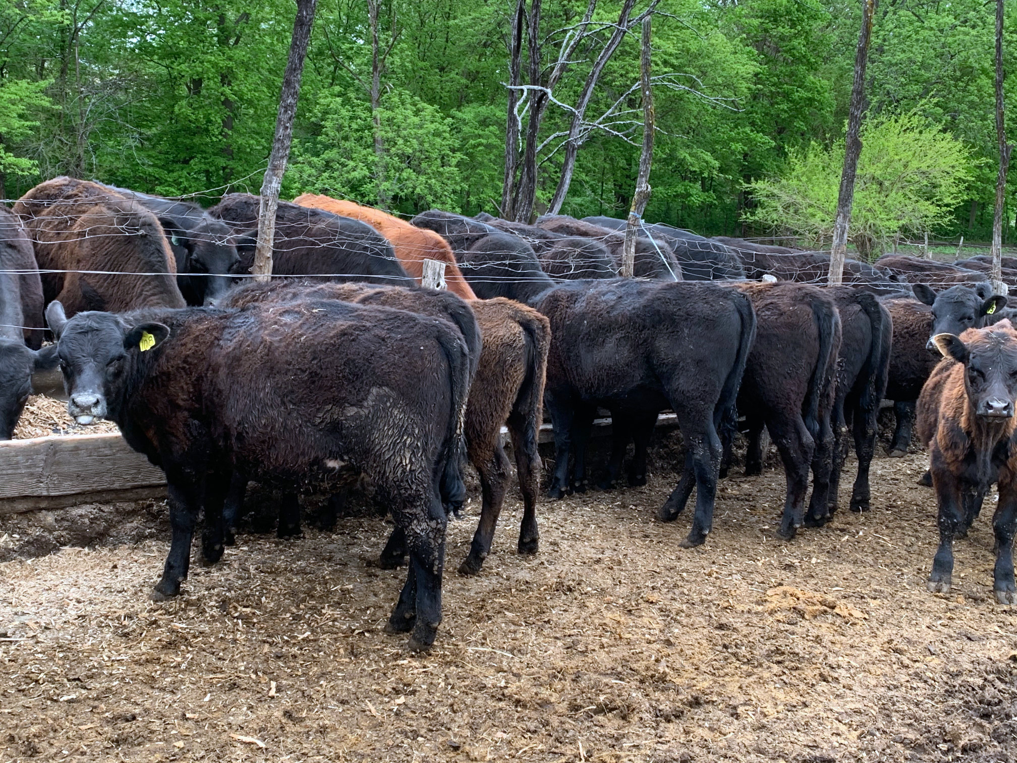 Early Consignments & Future Sales