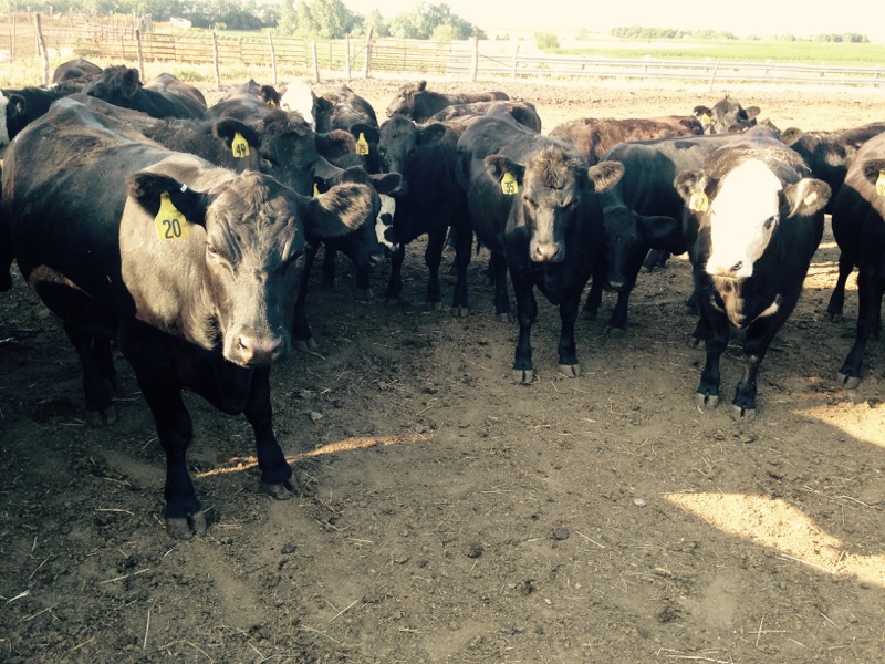 Early Consignments & Future Sales