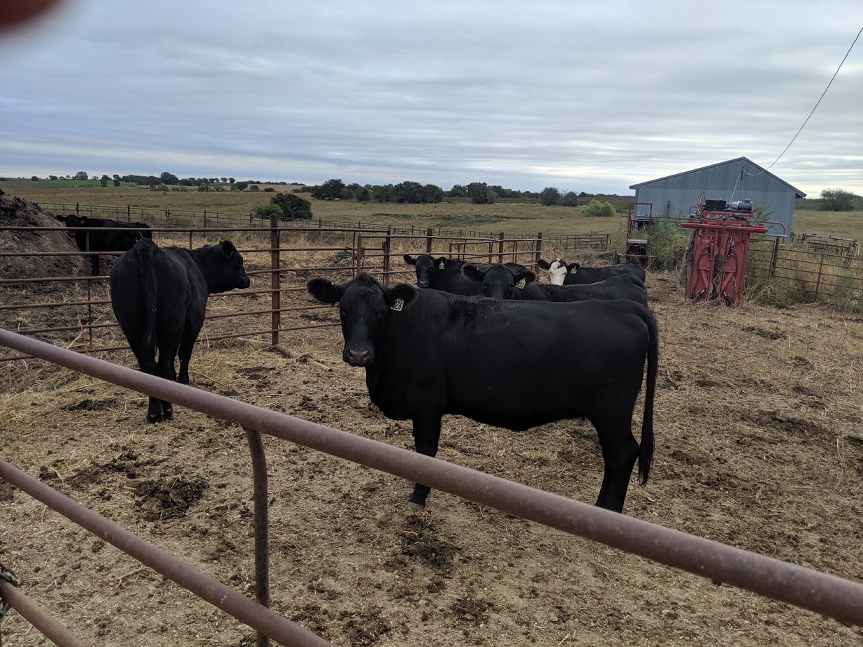 Early Consignments & Future Sales