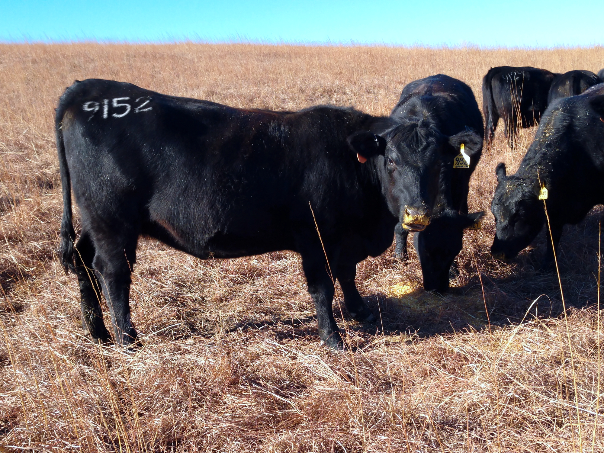 Early Consignments & Future Sales